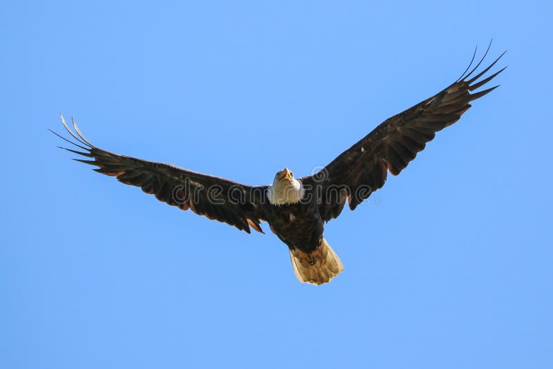 Low Angle Shot of a Bald Eagle Flying in a Cloudless Blue Sky Stock ...