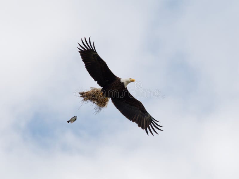Low Angle Shot of a Bald Eagle Flying Under a Blue Cloudy Sky Stock ...