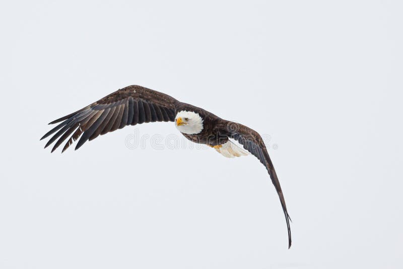 Low Angle Shot of a Bald Eagle Flying Under a Cloudy Sky Stock Image - Image of wildlife, wild ...
