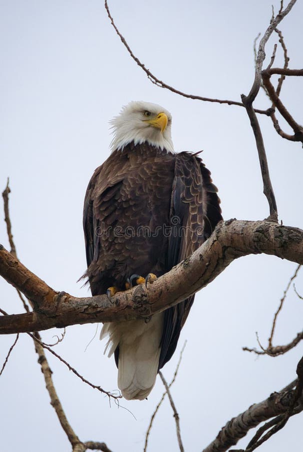 Low-angle Shot of the Bald Eagle Perched on the Tree Branch Stock Image ...