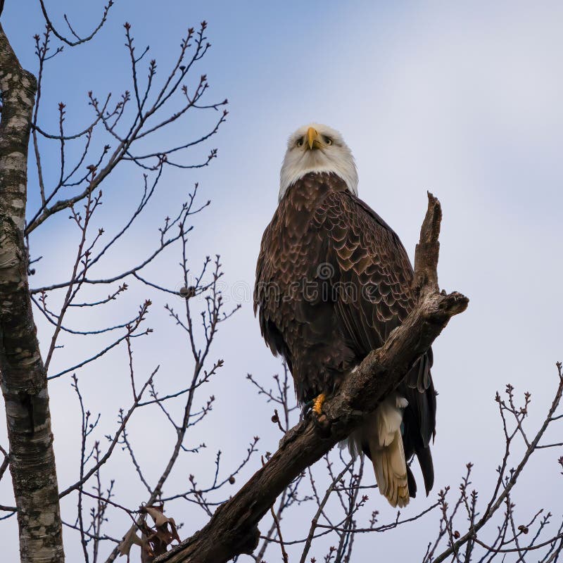 Low Angle Shot of a Bald Eagle Perched on a Tree Branch Stock Photo ...