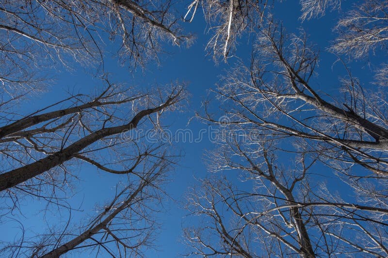 Low Angle Shot of Bare Branches of Tall Trees Against a Clear Blue Sky ...
