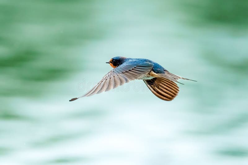 A Barn Swallow (Hirundo Rustica) Flying through the Sky Stock Photo ...
