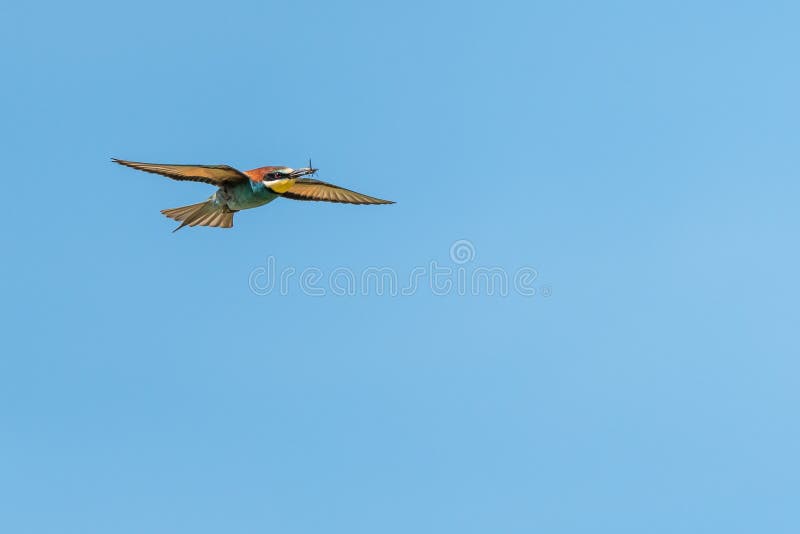 Low Angle Shot of Barn Swallow during Flying Stock Image - Image of ...