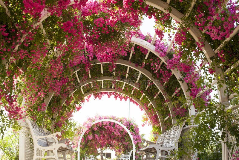 Low Angle Shot of a Beautiful Arch of Roses Over White Benches Stock ...