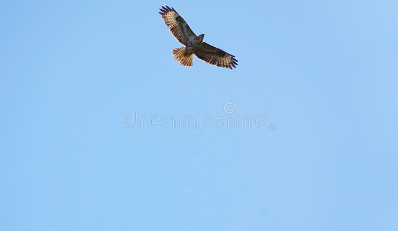 Low Angle Shot of a Beautiful Buzzard Flying Across the Clear Sky Stock ...