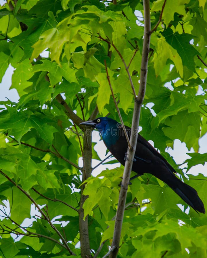 Low Angle Shot of a Beautiful Crow on a Tree Branch Stock Image - Image ...