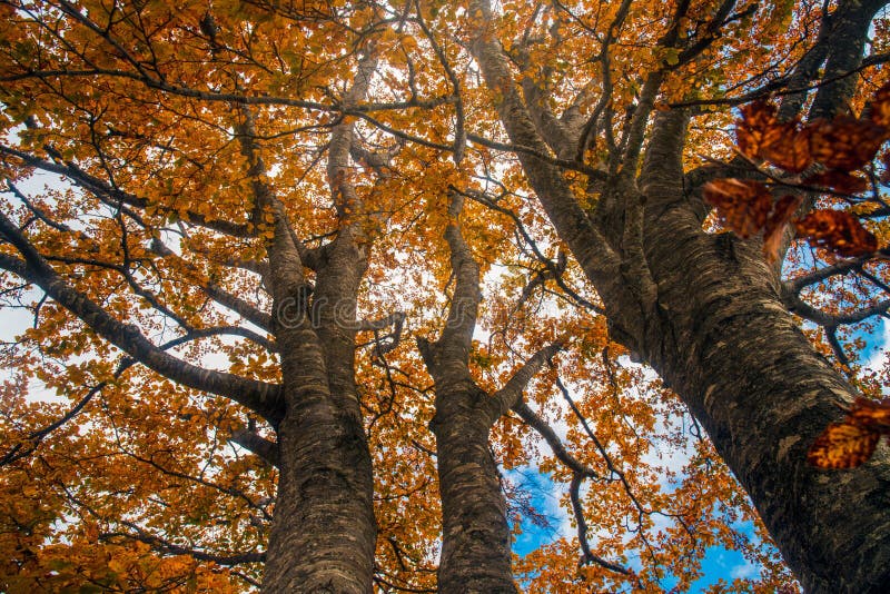 Low Angle Shot of Beautiful Fall Trees with Yellow Leaves in Forest ...