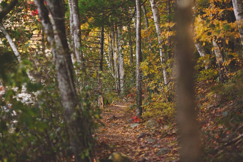 Low-angle Shot of a Beautiful Forest in Ontario, Canada Stock Photo ...