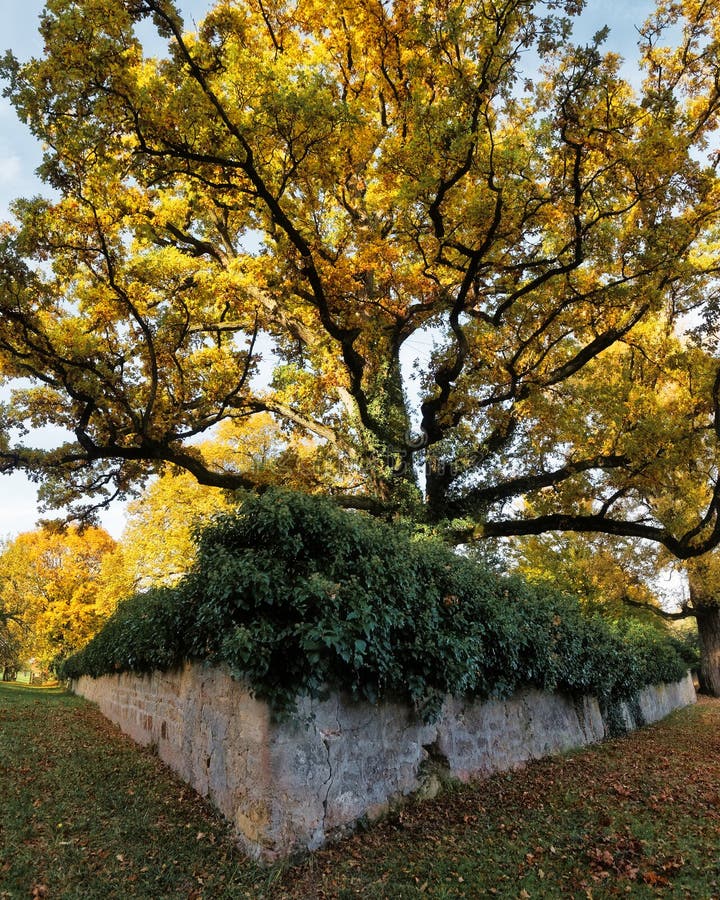 Low Angle Shot of a Beautiful Oak Tree Stock Image - Image of ...