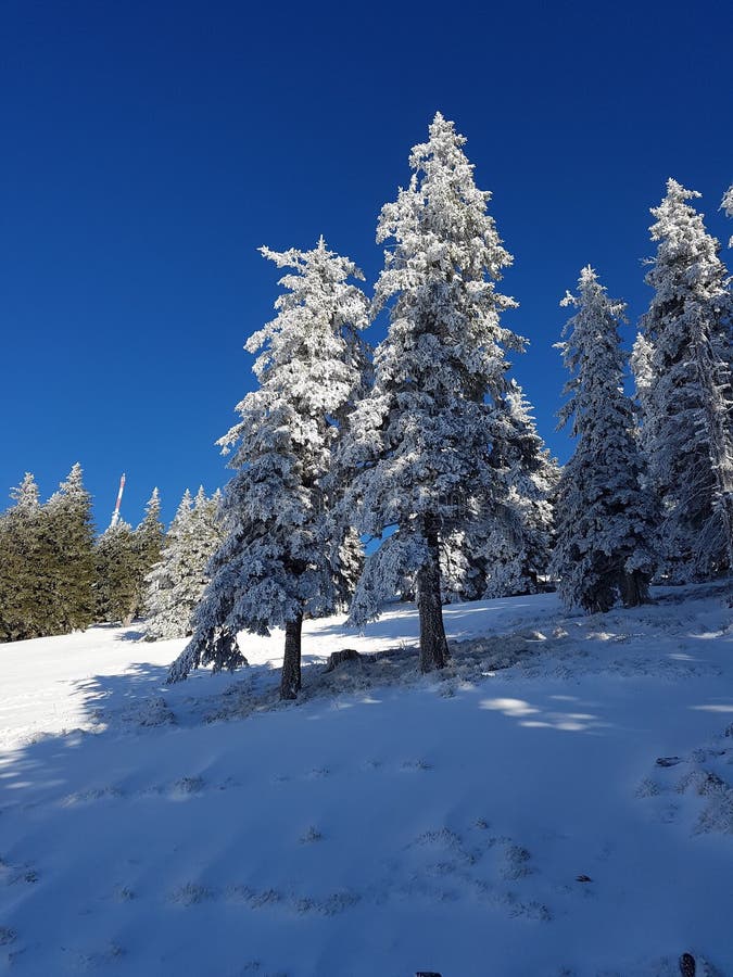 Low Angle Shot of the Beautiful Snow-capped Fir Trees in the Forest ...