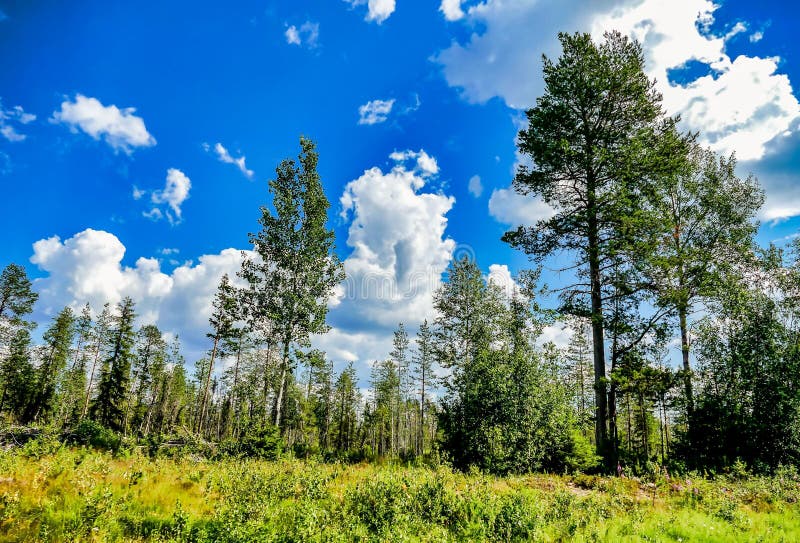 Low Angle Shot of the Beautiful Tall Trees Under the Mesmerizing Clouds ...