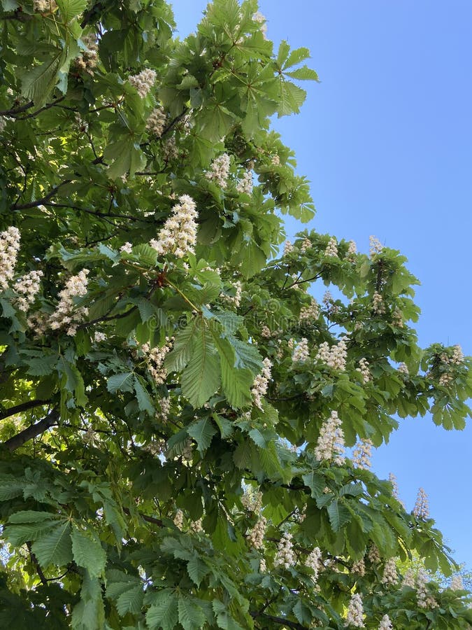 Low Angle Shot of a Beautiful Tree Fully Blooming in White Stock Image ...