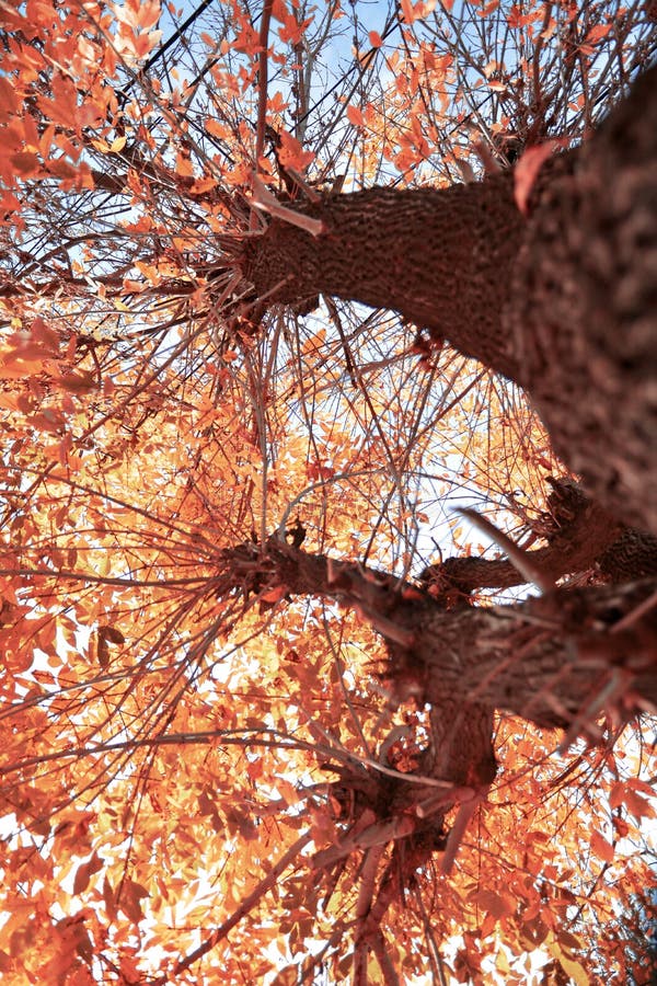 Low Angle Shot of Beautiful Trees Covered in Autumn Gold Stock Image ...