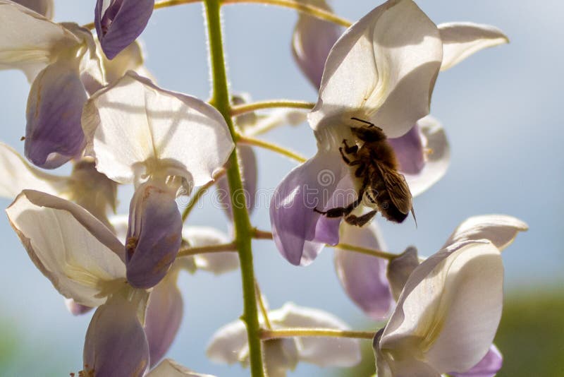 Low Angle Shot of a Bee Pollinating a White Flower Stock Photo - Image ...