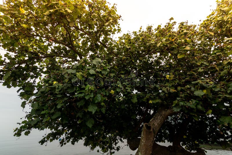 Low Angle Shot of a Big Green Tree Stock Image - Image of summer, clear ...