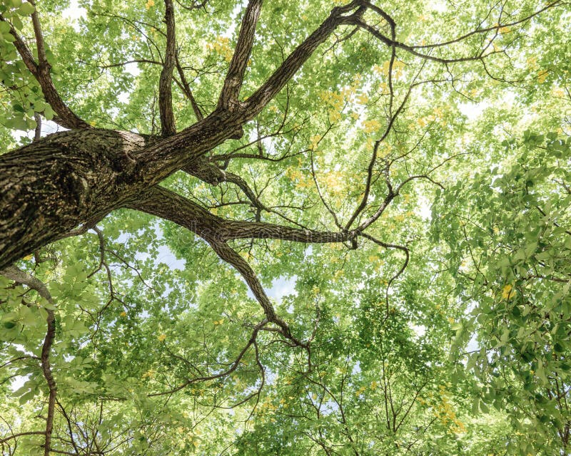 Low-angle Shot of a Big Tree with Long Branches and Green Leaves Stock ...