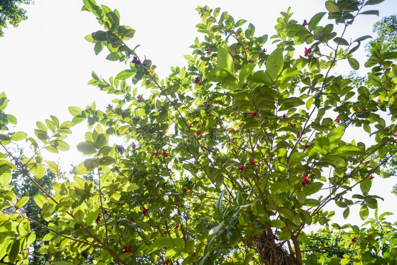 Low Angle Shot of a Big Tree with Many Branches Stock Image - Image of ...