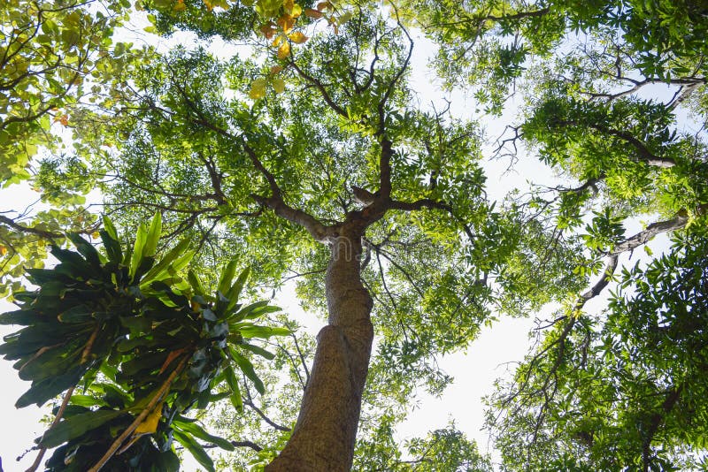 Low Angle Shot of a Big Tree with Many Branches Stock Image - Image of ...
