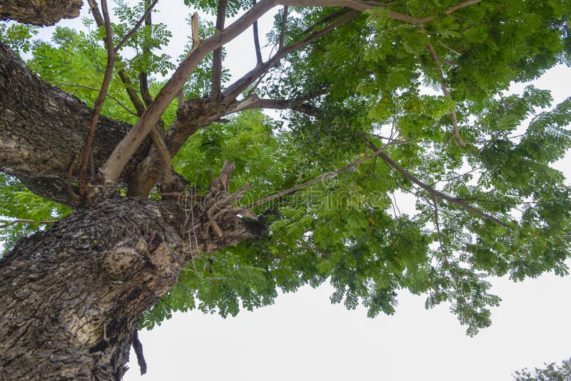 Low Angle Shot of a Big Tree with Many Branches Stock Photo - Image of ...