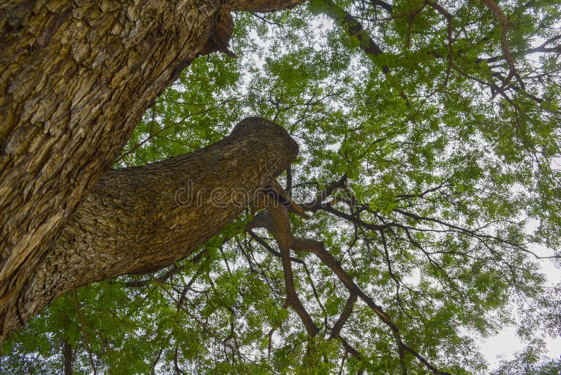 Low Angle Shot of a Big Tree with Many Branches Stock Image - Image of ...