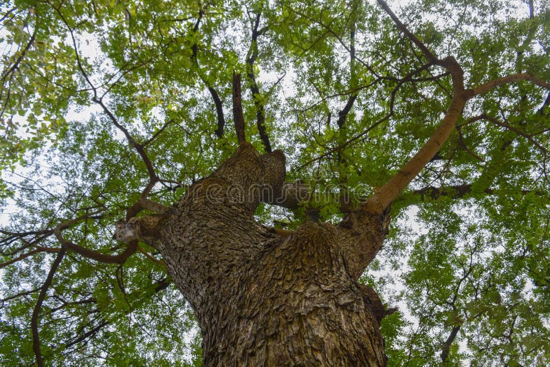Low Angle Shot of a Big Tree with Many Branches Stock Image - Image of ...