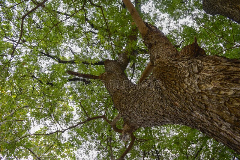 Low Angle Shot of a Big Tree with Many Branches Stock Photo - Image of ...