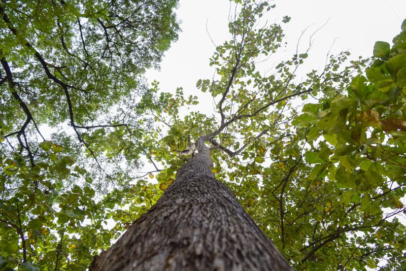 Low Angle Shot of a Big Tree with Many Branches Stock Image - Image of ...