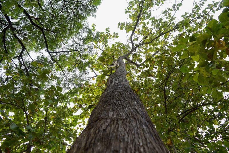 Low Angle Shot of a Big Tree with Many Branches Stock Image - Image of ...