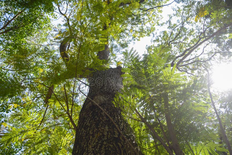 Low Angle Shot of a Big Tree with Many Branches Stock Image - Image of ...