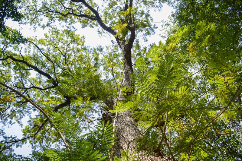 Low Angle Shot of a Big Tree with Many Branches Stock Image - Image of ...