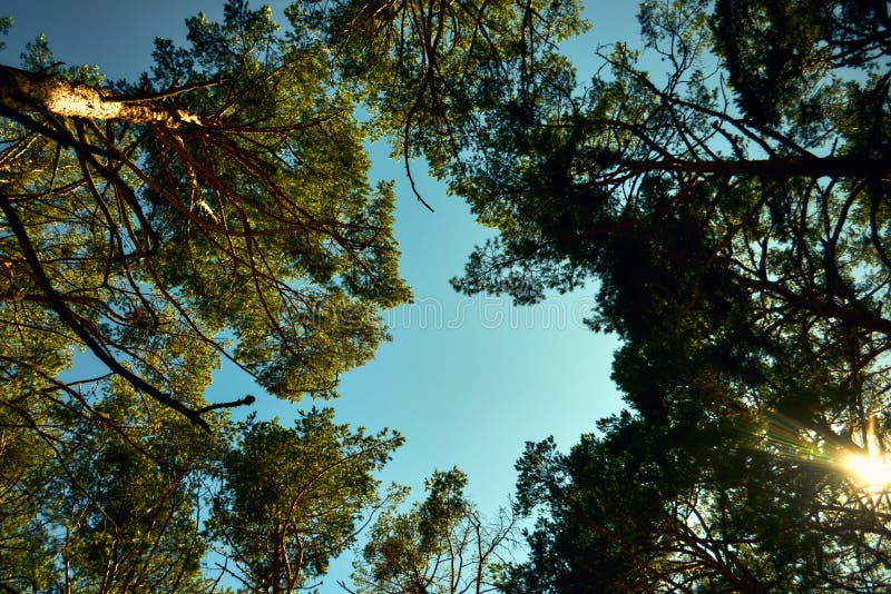 Low Angle Shot of Big Trees in a Forest Stock Photo - Image of greenery ...