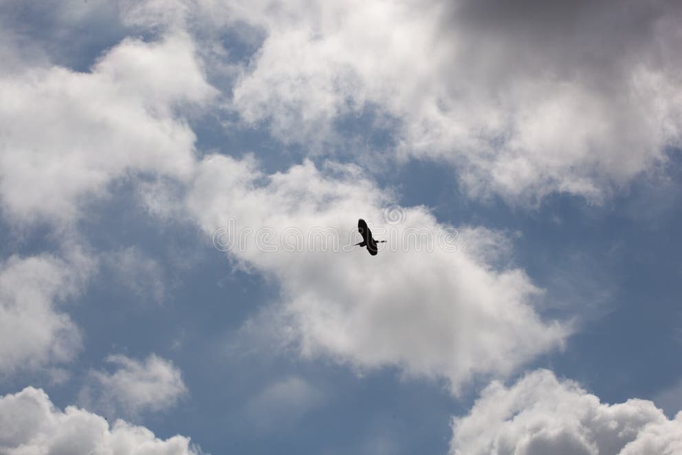 Low Angle Shot of a Bird Flying Under a Cloudy Sky Stock Photo - Image ...