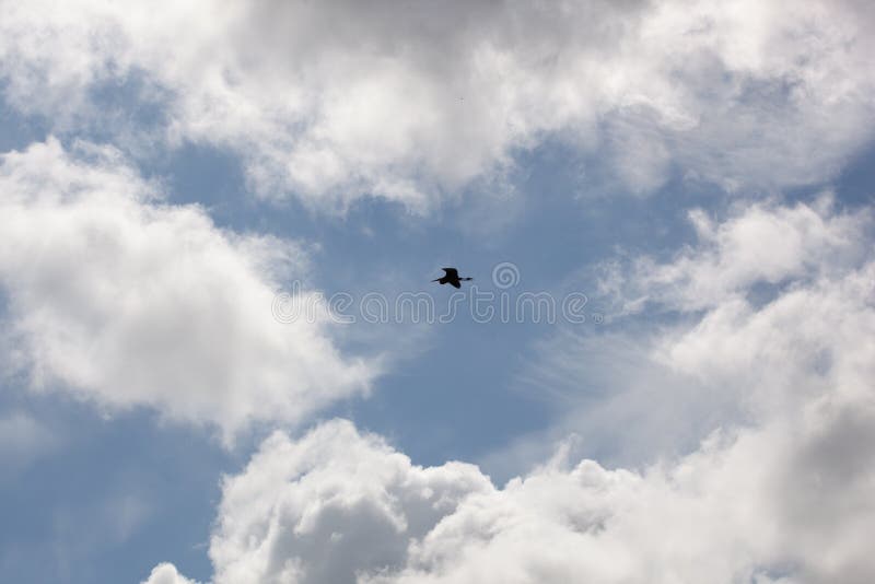 Bird Flying Low Under Clouds Stock Photos - Free & Royalty-Free Stock ...