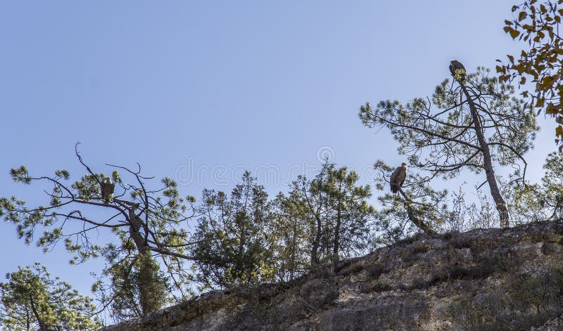 Low Angle Shot of Birds Standing on Tree Branches on the Cliff Stock ...
