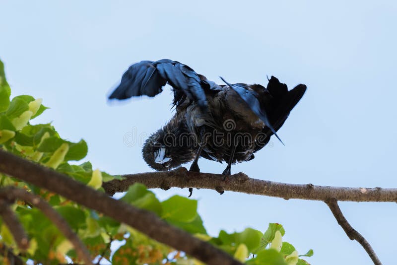 Low Angle Shot of Black and Blue Common Raven Perched on a Branch ...