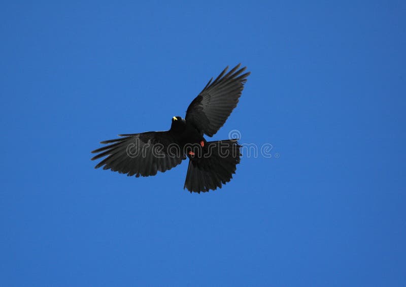 Low Angle Shot of a Black Common Raven Flying in a Blue Sky Stock Photo ...