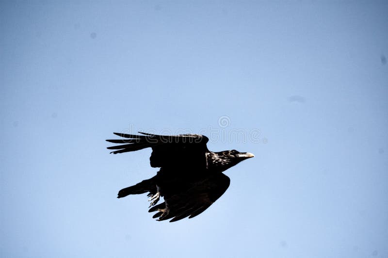 Low Angle Shot of a Black Crow Flying in the Blue Sky in Lanzarote ...