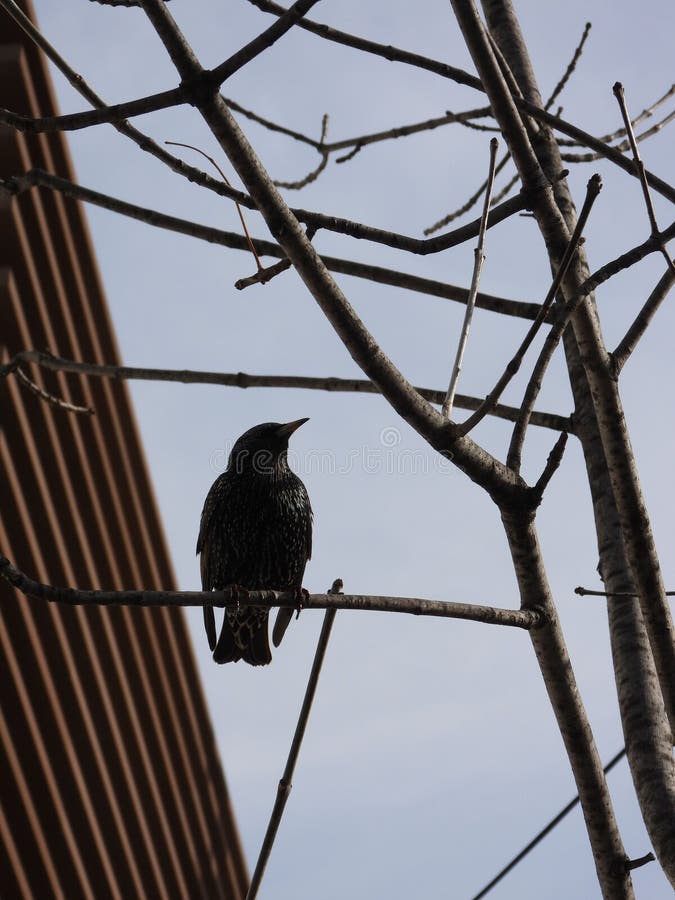 Low Angle Shot of a Black Crow Perching on the Branch Stock Image ...