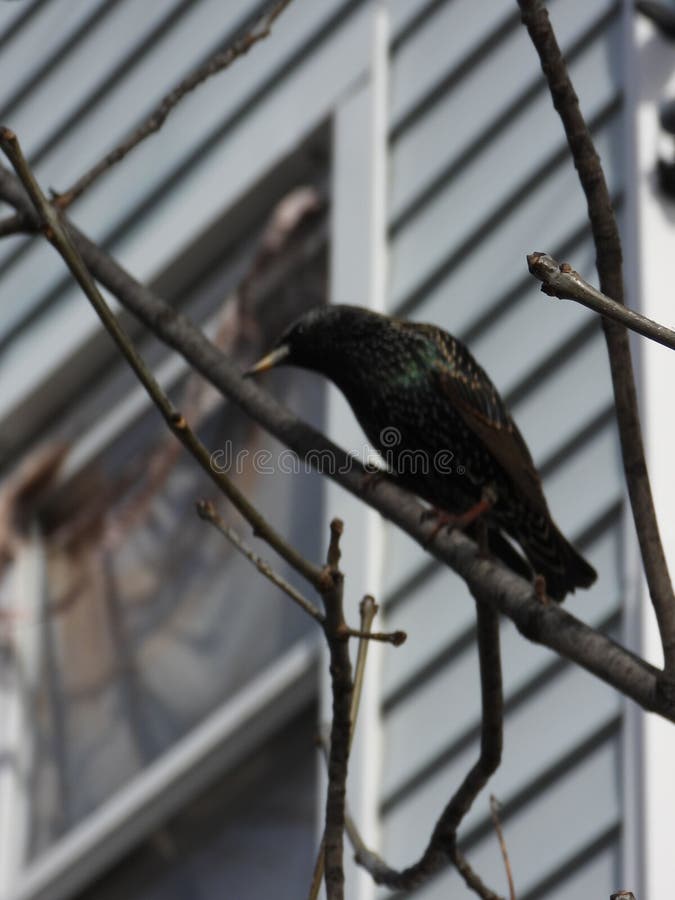 Low Angle Shot of a Black Crow Perching on the Branch Stock Photo ...