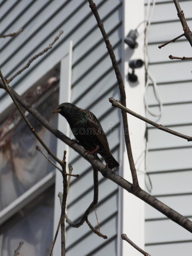 Low Angle Shot of a Black Crow Perching on the Branch Stock Photo ...