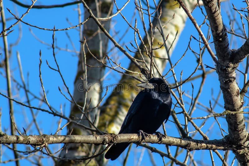 Low Angle Shot of a Black Crow Sitting on the Branches of a Tree during ...