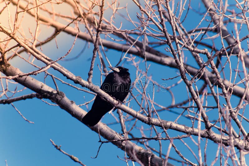 Low Angle Shot of a Black Crow Sitting on the Branches of a Tree during ...