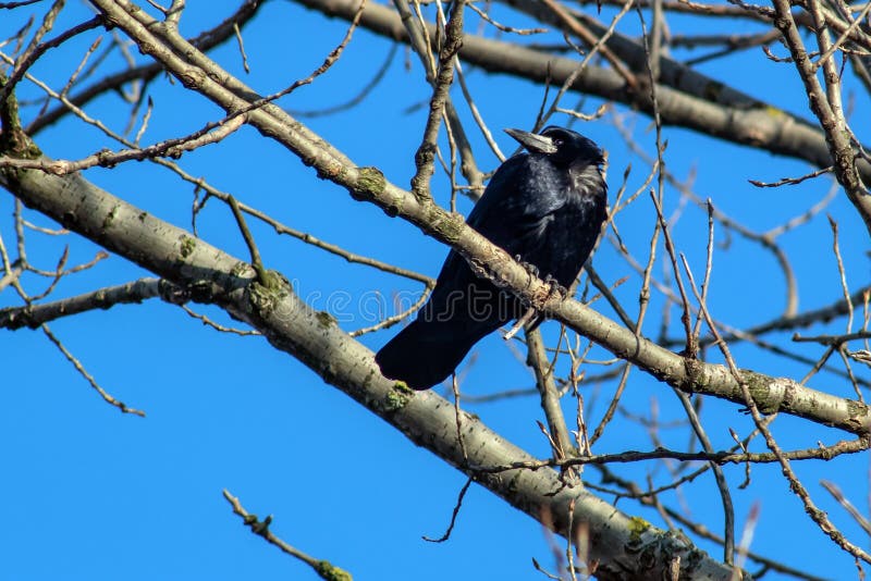 Low Angle Shot of a Black Crow Sitting on the Branches of a Tree during ...