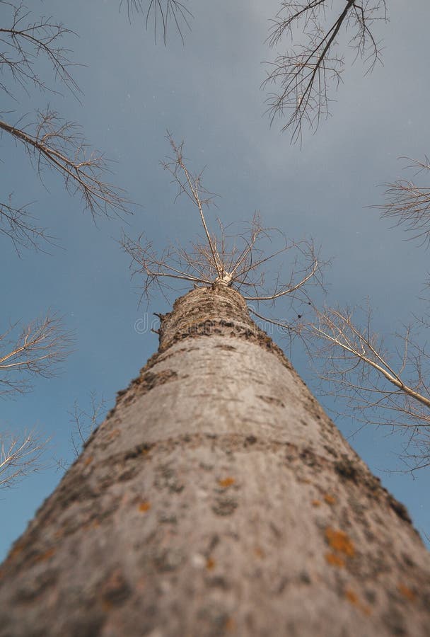 Low Angle Shot of a Black Poplar with a Close Looking of Its Log ...