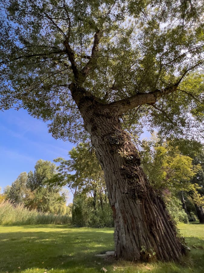 Low Angle Shot of a Black Poplar Tree Stock Photo - Image of ...