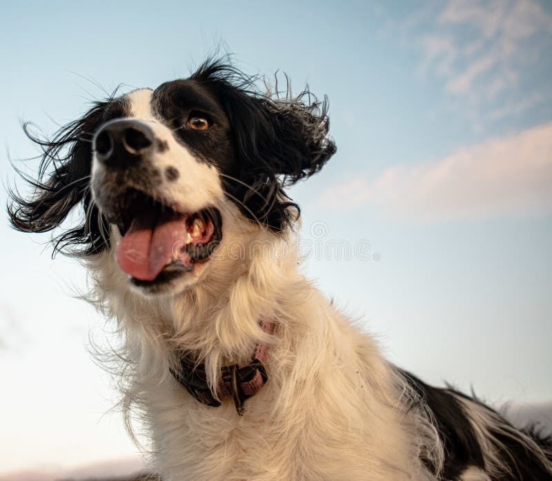 Black Springer Spaniel stock image. Image of black, depth - 14074981