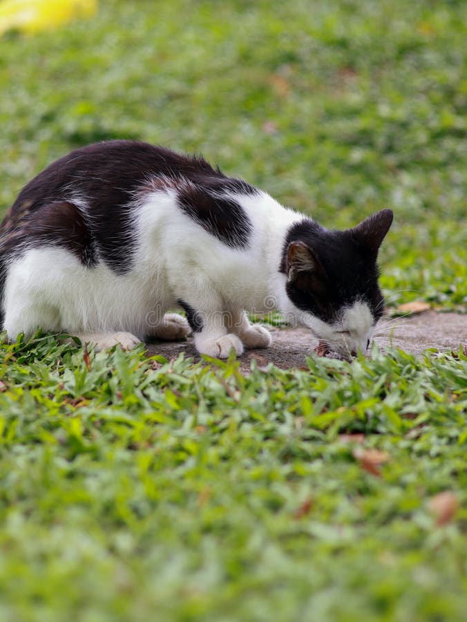 Black Bi Curious Stock Photos - Free & Royalty-Free Stock Photos from ...