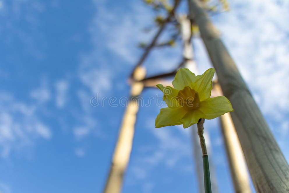 Low Angle Shot of Blooming Daffodil Flower Stock Photo - Image of leaf ...