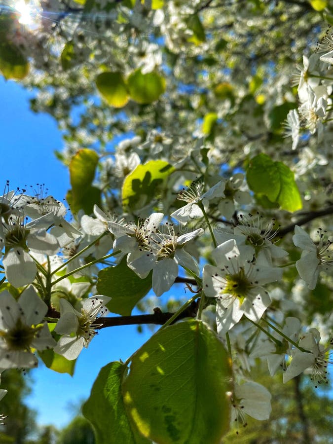 Low Angle Shot of Blossom Callery Pear in the Tree with Sunlight Stock ...
